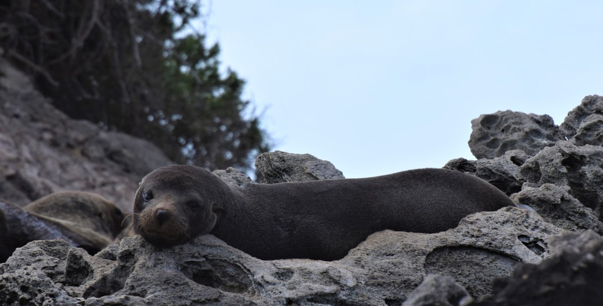 Rottnest Island – See Wildlife