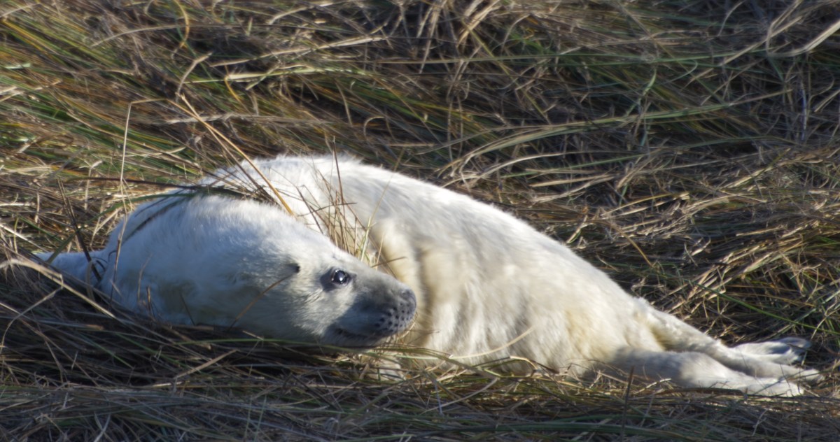 It’s that time of year again – seal pups in Norfolk – See Wildlife